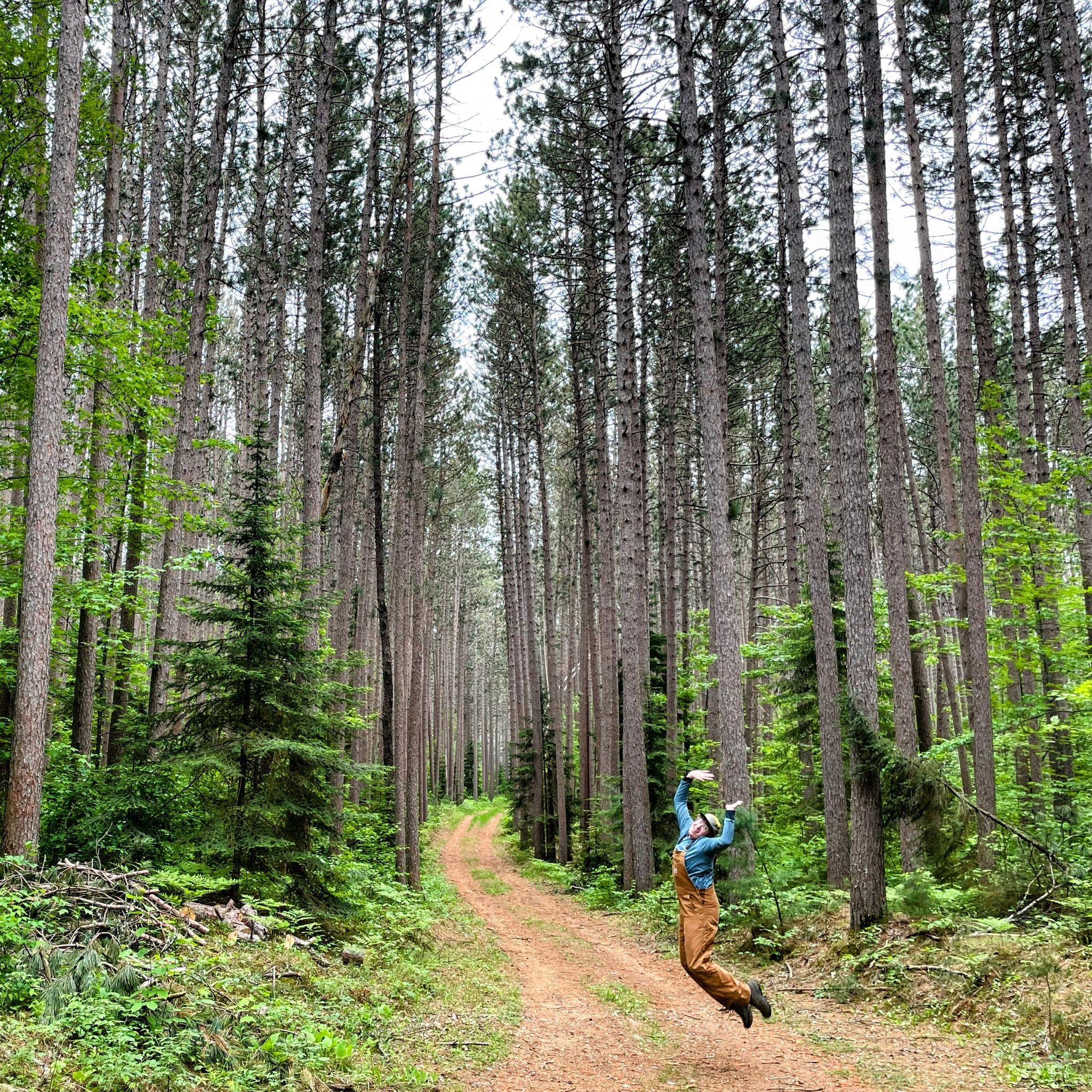 Discover Minnesota's Common Lichens: A Full Color Guide